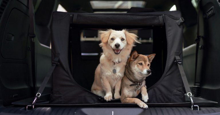 The Top Dog-Friendly Cars